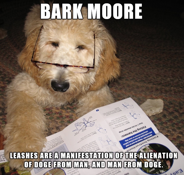 14 Funny Labradoodle Memes That Will Make Your Day Brighter! - Page 2 ...