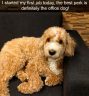 14 Funny Labradoodle Memes That Will Make Your Day Brighter! | PetPress