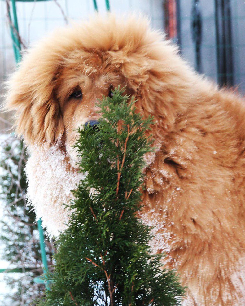 14 Cute Pictures Showing the True Temperament of Tibetan Mastiffs ...