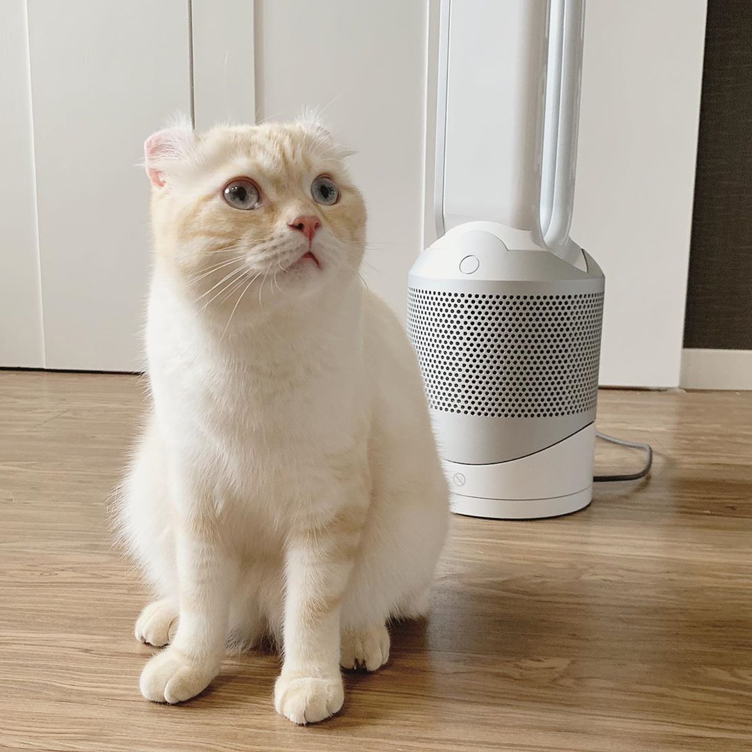 15 Magnificent Facts About The American Curl Cat | PetPress