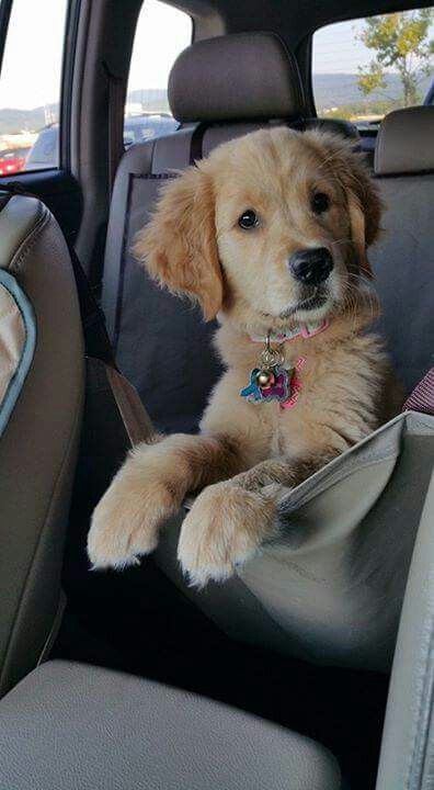 14 Golden Retrievers That Love Car Rides - PetPress