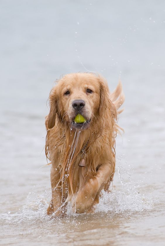 14 Golden Retrievers That Absolutely Love The Water - PetPress