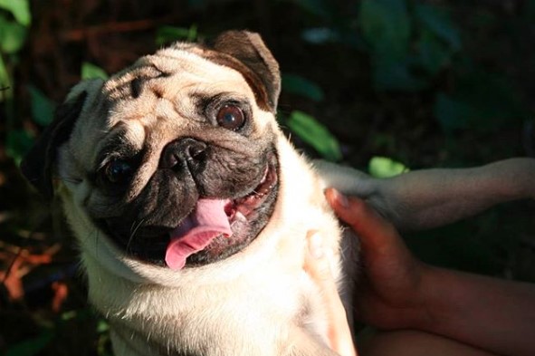 14 Photos Of Pugs That You Want To Look Forever | PetPress