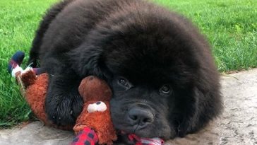 14 Pictures Proving That Newfoundlands are True Human`s Friends | PetPress