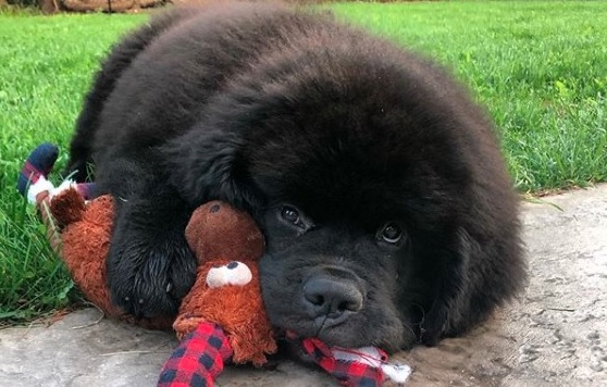 14 Interesting Facts About Newfoundlands - PetPress