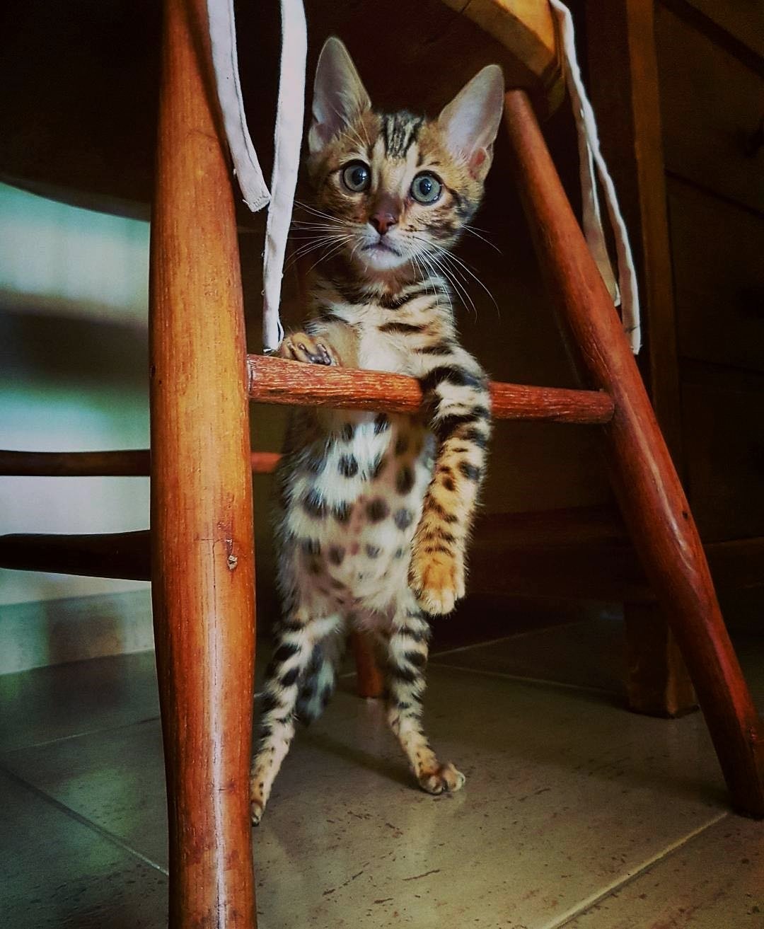 14 Things You Didn't Know About Bengal Cats | Page 3 of 3 | PetPress