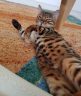 14 Things You Didn't Know About Bengal Cats | Page 2 of 3 | PetPress