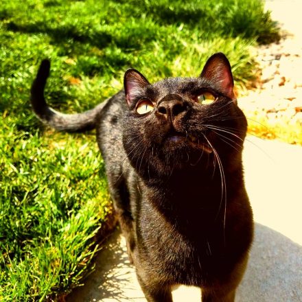 14 Surprising Facts About The Bombay Cat | Page 3 of 3 | PetPress