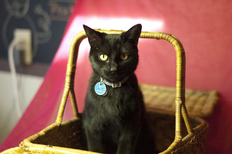 14 Surprising Facts About The Bombay Cat | PetPress