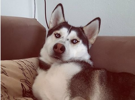 14 Funny Husky Memes That Will Make Your Day Brighter! - Page 2 of 3 ...