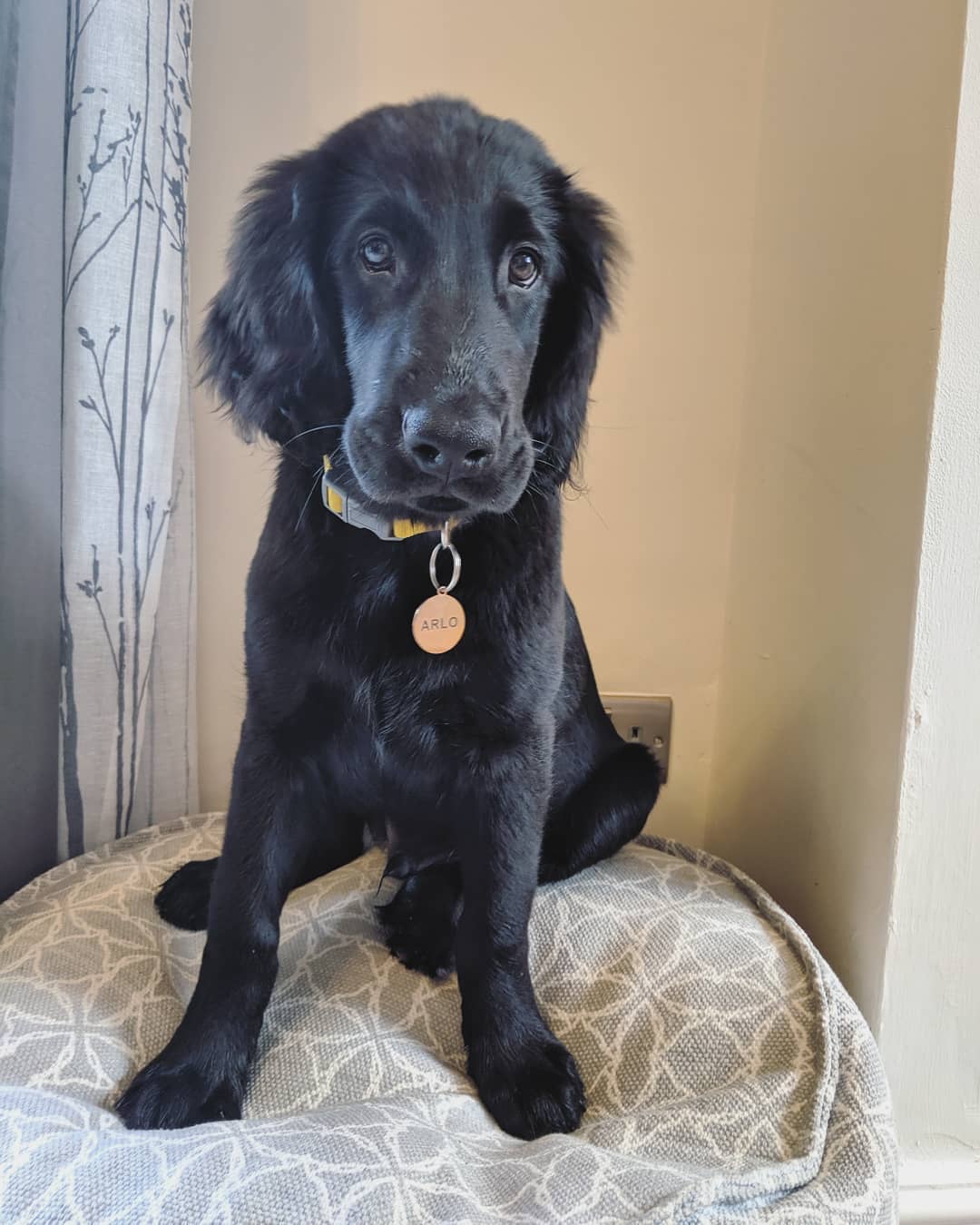 14 Flat-Coated Retrievers for Everybody to Have a Nice Mood | PetPress