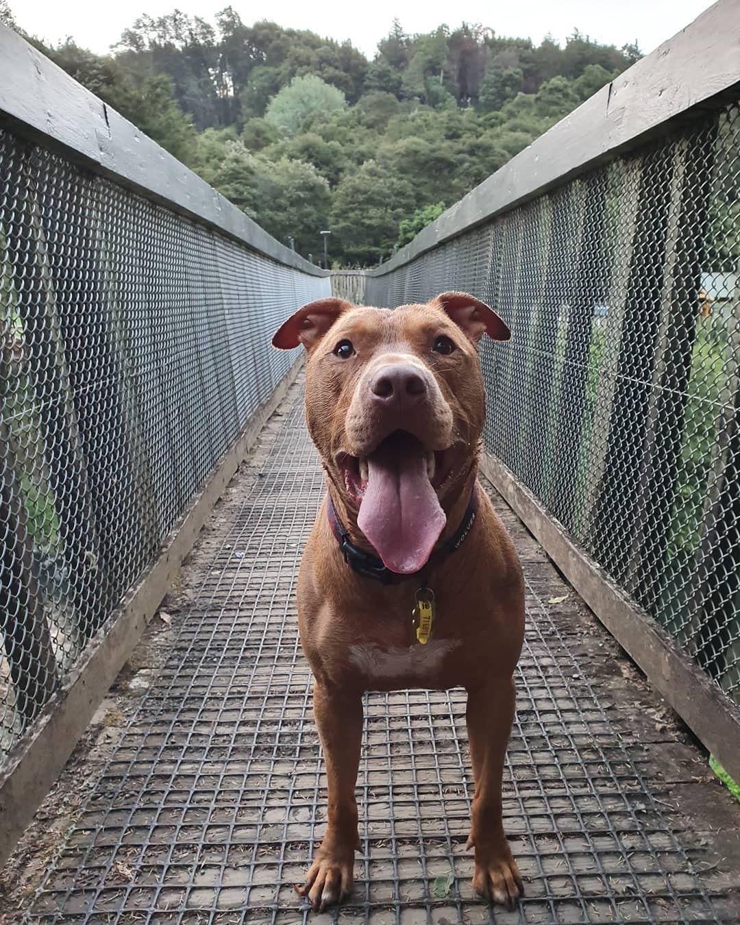 14 Cool Facts About Staffordshire Bull Terriers | Page 2 of 4 | PetPress