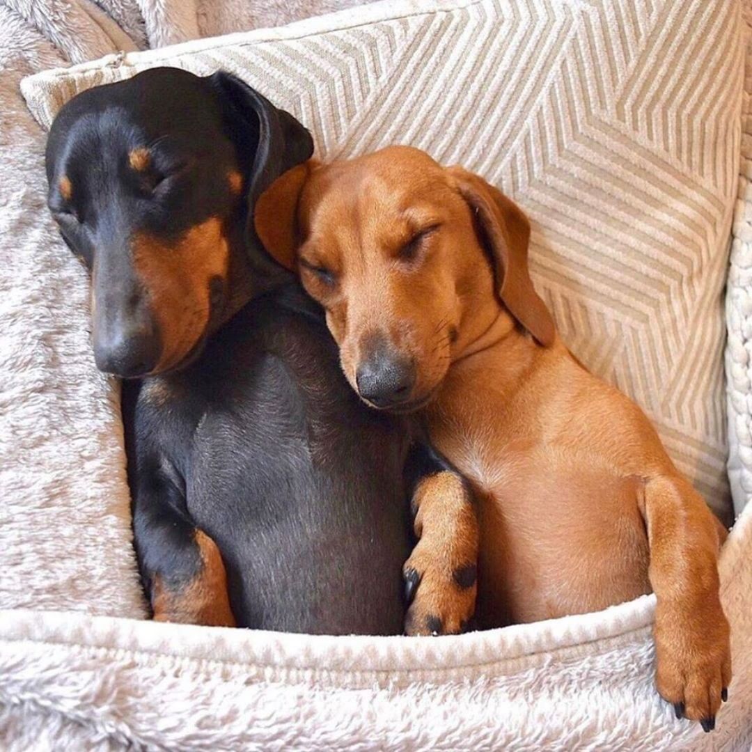 14 Things To Know About Dachshunds | PetPress
