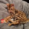 14 Lovely Facts About Bengal Cats | PetPress