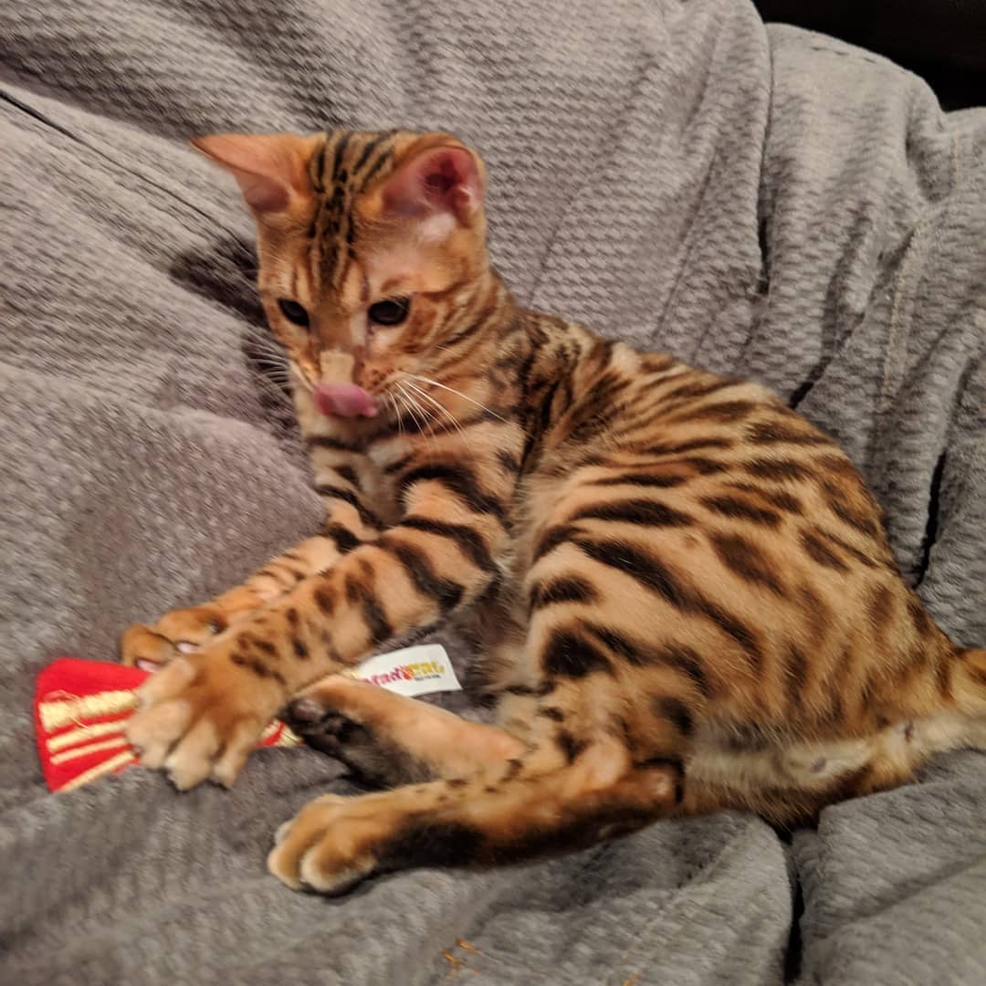 14 Lovely Facts About Bengal Cats | PetPress