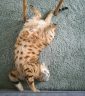 14 Lovely Facts About Bengal Cats | PetPress