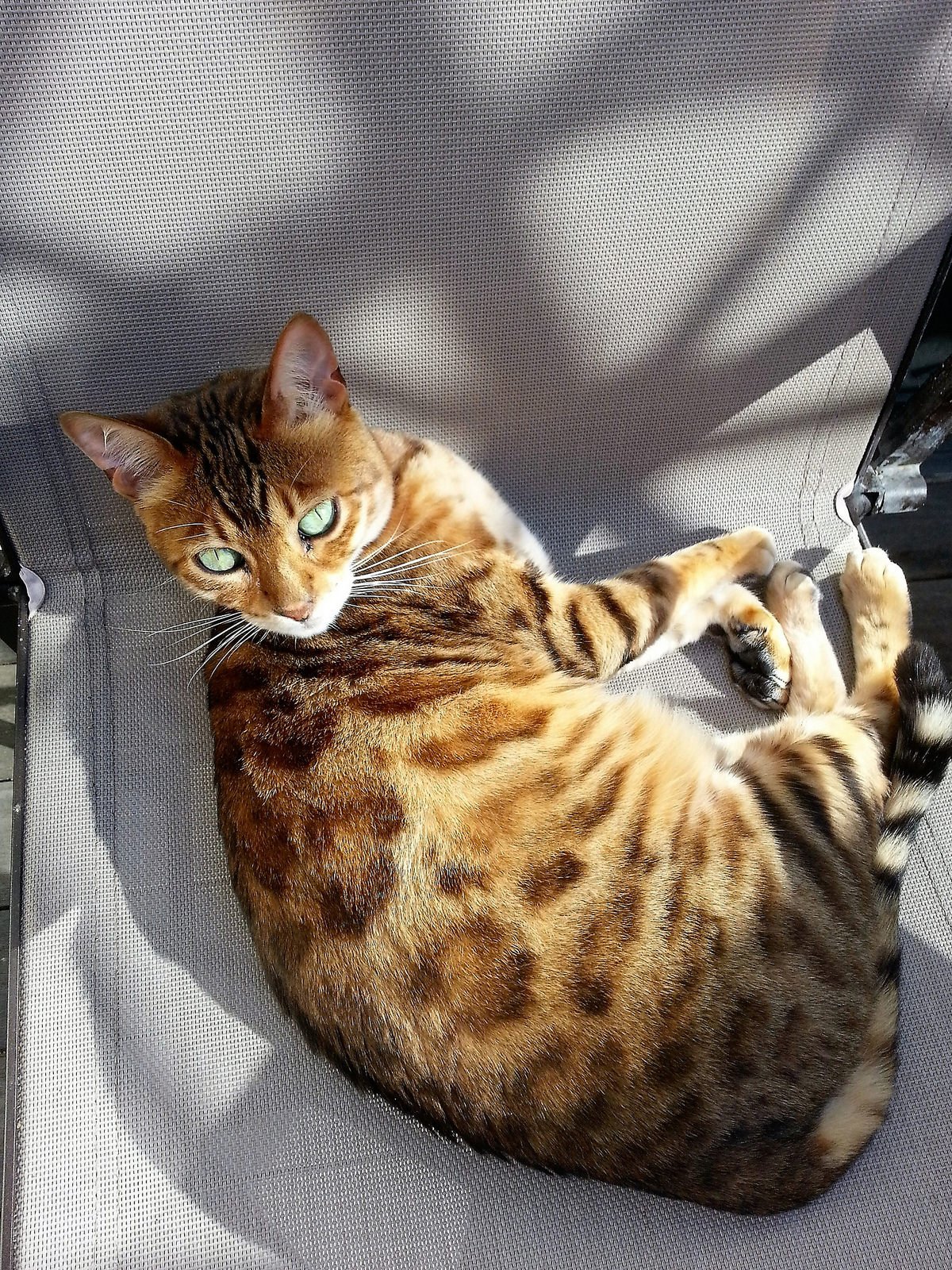 15 Fascinating Facts About Bengal Cats | PetPress