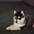 14 Photos Of Husky Puppies That Will Lift Your Mood Up | PetPress