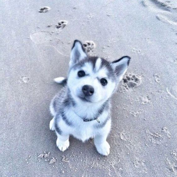 14 Photos Of Husky Puppies That Will Lift Your Mood Up | PetPress