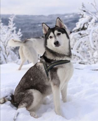 14 Huskies That Love Snow | PetPress