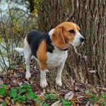 14 Beagle Fun Facts You Should Not Miss | PetPress