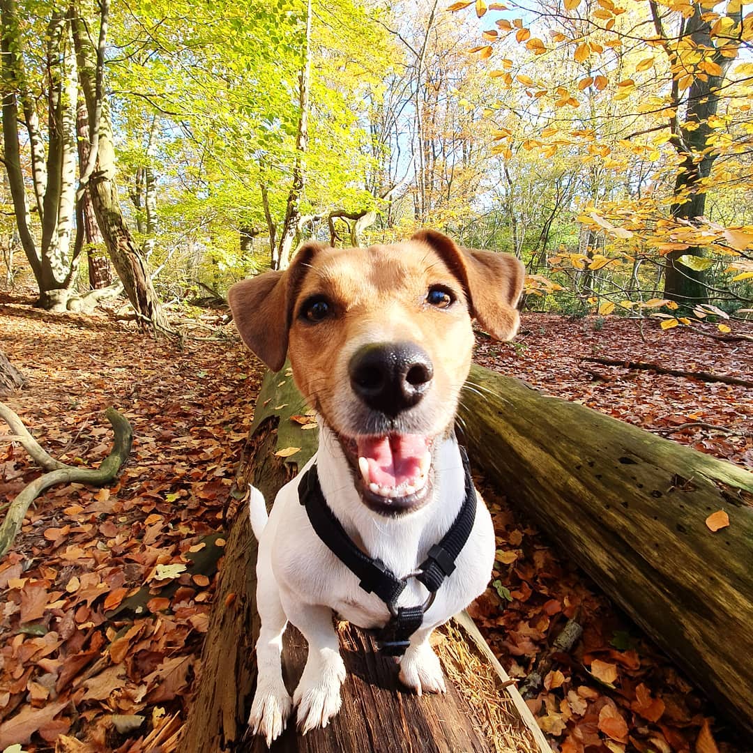 14 Energetic Facts About Jack Russells That Everyone Should Know | PetPress