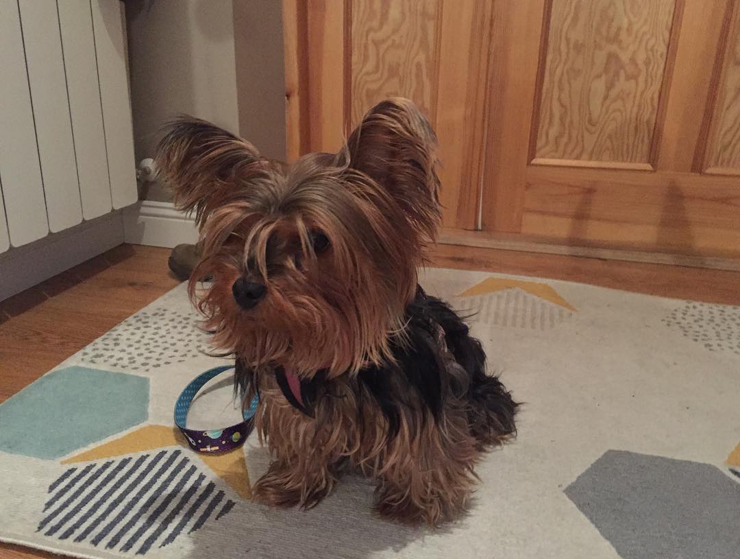 14 Fascinating Facts About Yorkies | PetPress