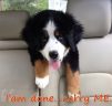 15 Funny Bernese Mountain Dog Memes That Will Make You Laugh - PetPress