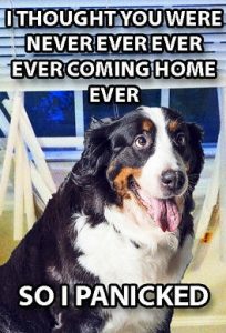 15 Funny Bernese Mountain Dog Memes That Will Make You Laugh - PetPress