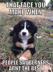 14 Funny Bernese Mountain Dog Memes That Will Fill You With Positive ...