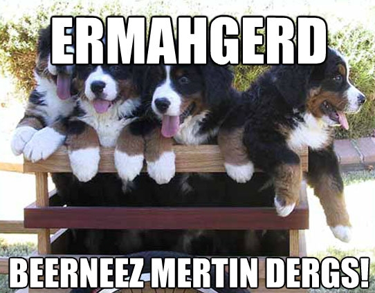 14 Funny Bernese Mountain Dog Memes That Will Fill You With Positive! - Page 2 of 3 - PetPress