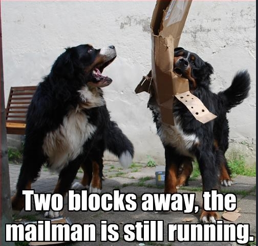 14 Funny Bernese Mountain Dog Memes That Will Fill You With Positive ...