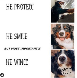 14 Funny Bernese Mountain Dog Memes That Will Fill You With Positive ...