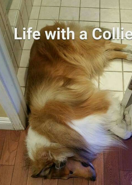 15 Funny Collie Memes That Will Make You Smile! | Page 2 of 3 | PetPress