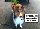 15 Funny Collie Memes That Will Make You Smile! - PetPress