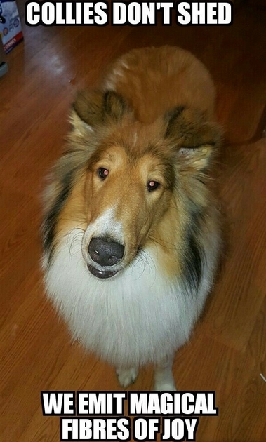 14 Funny Collie Memes That Will Make Your Day! | Page 2 of 3 | PetPress