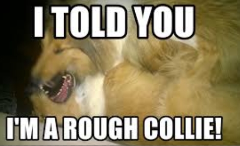 14 Funny Collie Memes That Will Make Your Day! | Page 2 of 3 | PetPress
