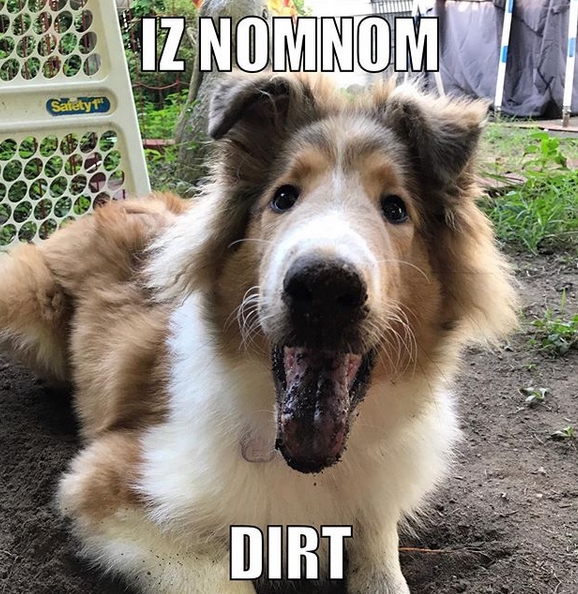 14 Funny Collie Memes That Will Make Your Day! | Page 2 of 3 | PetPress