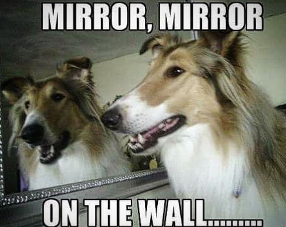 14 Funny Collie Memes That Will Make Your Day! | Page 2 of 3 | PetPress