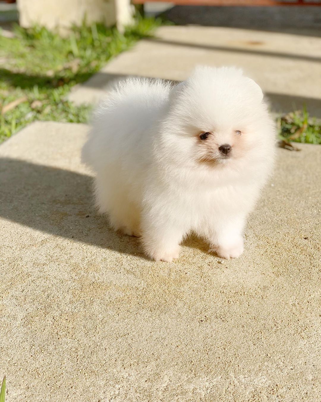 14 Adorable Reasons to Love Pomeranians | PetPress