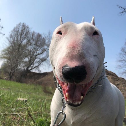 15 Funny Bull Terrier Pictures That Will Make You Smile | Page 2 of 3 ...