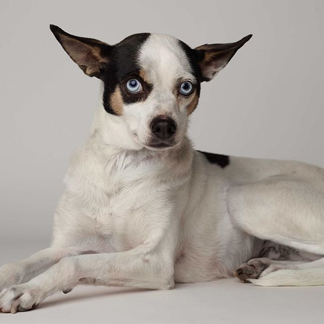 15 Incredible Reasons Why People Adore Rat Terriers | Page 2 of 3 ...
