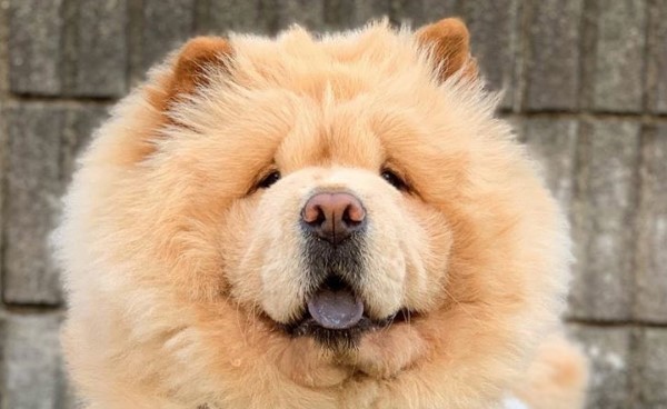 14 Activities Chow Chows Could Master If They were Human Being - PetPress