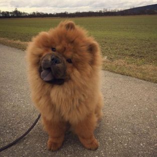 14 Adorable Chow Chows That Can Bright Your Day | Page 2 of 3 | PetPress