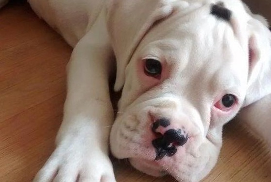14 Gorgeous White Boxers That Will Melt Your Heart - PetPress