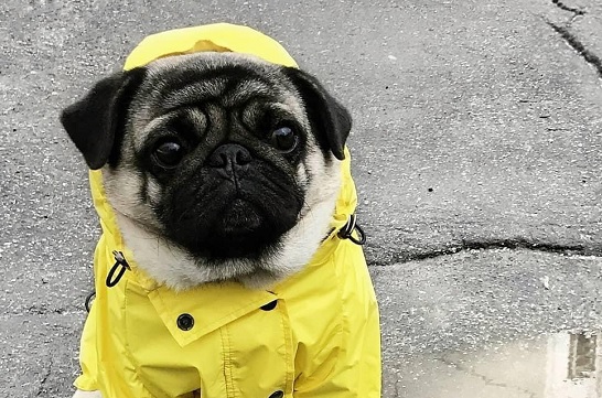 15 Fascinating Pictures Of Fashionable Pugs - PetPress