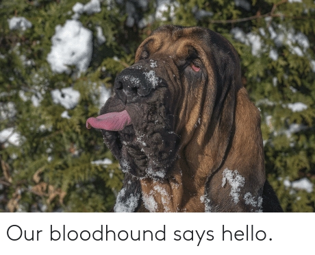 14 Funny Bloodhound Memes That Will Make Your Day! - PetPress