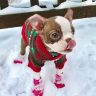 15 Interesting Facts About Boston Terriers | PetPress