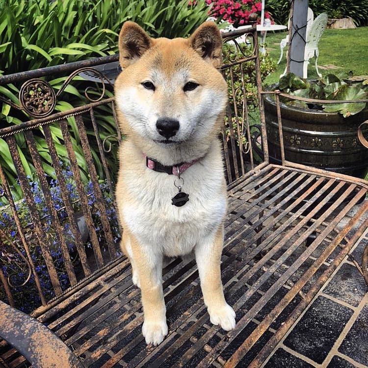 14 Astonishing Facts About Shiba Inu | Page 2 of 4 | PetPress