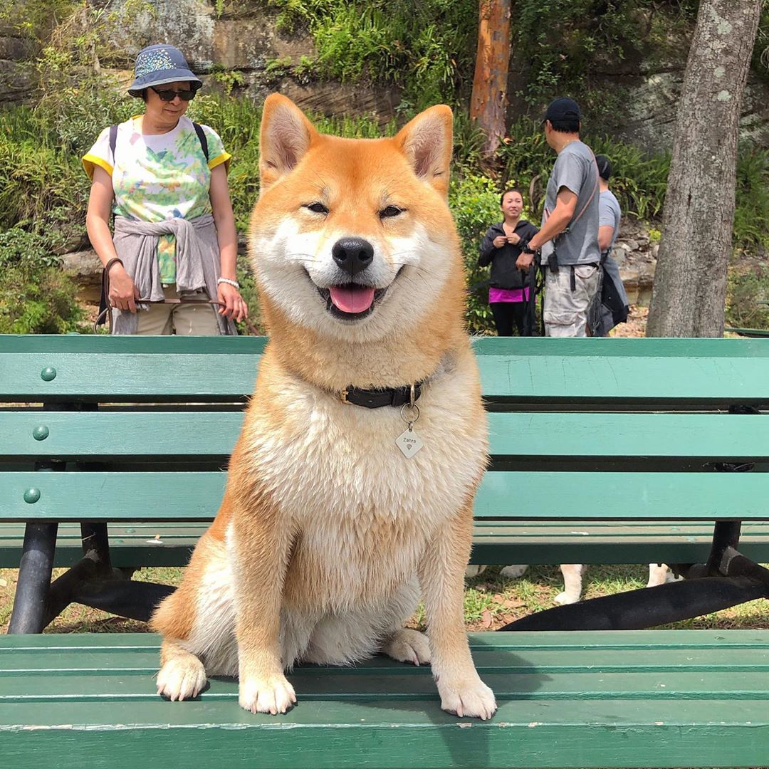 14 Astonishing Facts About Shiba Inu | PetPress